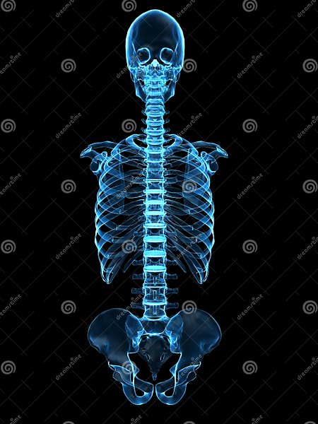 Human torso stock illustration. Illustration of biology - 4418689