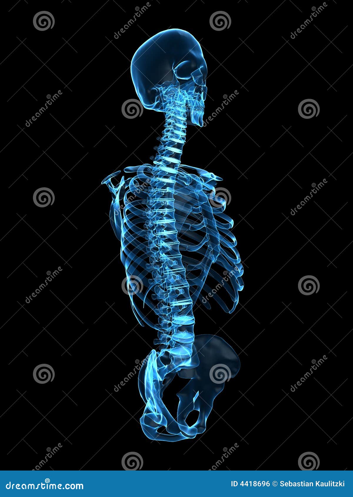 Human torso stock illustration. Illustration of chest - 4418696