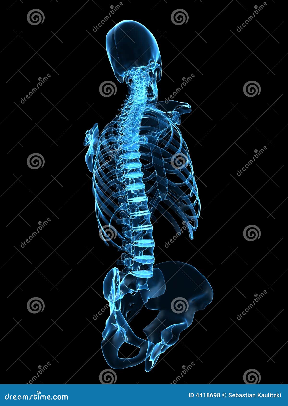 Torso Vector Illustration | CartoonDealer.com #7094408