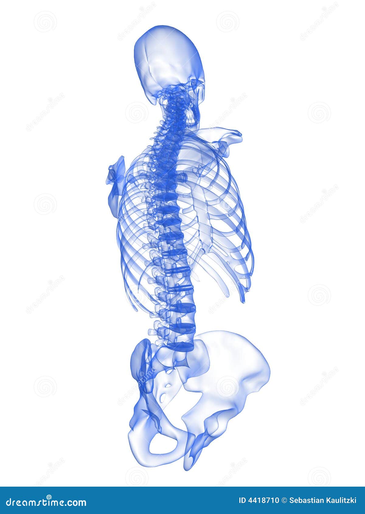 Human torso stock illustration. Illustration of science - 4418710