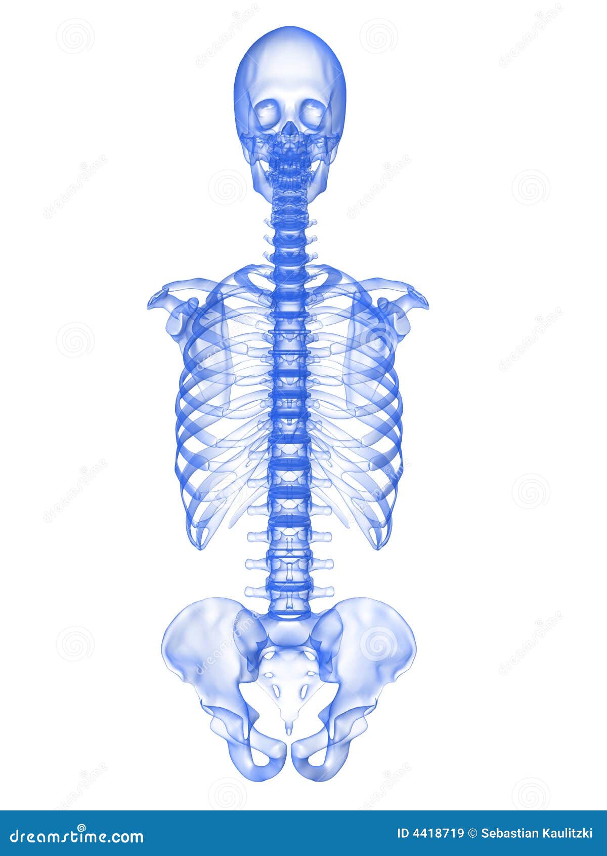 Human torso stock illustration. Illustration of ilium - 4418719