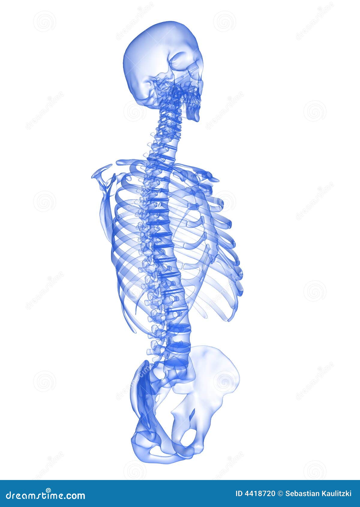 Human torso stock illustration. Illustration of torso - 4418720
