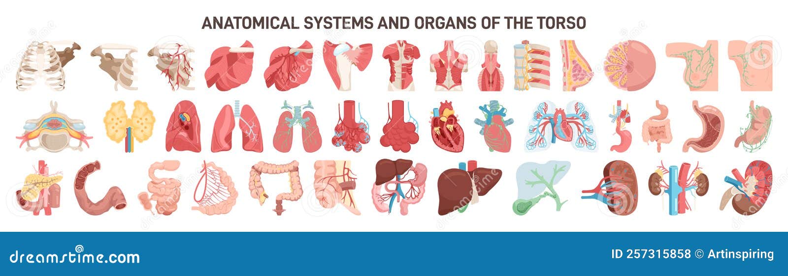 Human Torso Different Anatomical Systems Organs and Structures. Stock ...