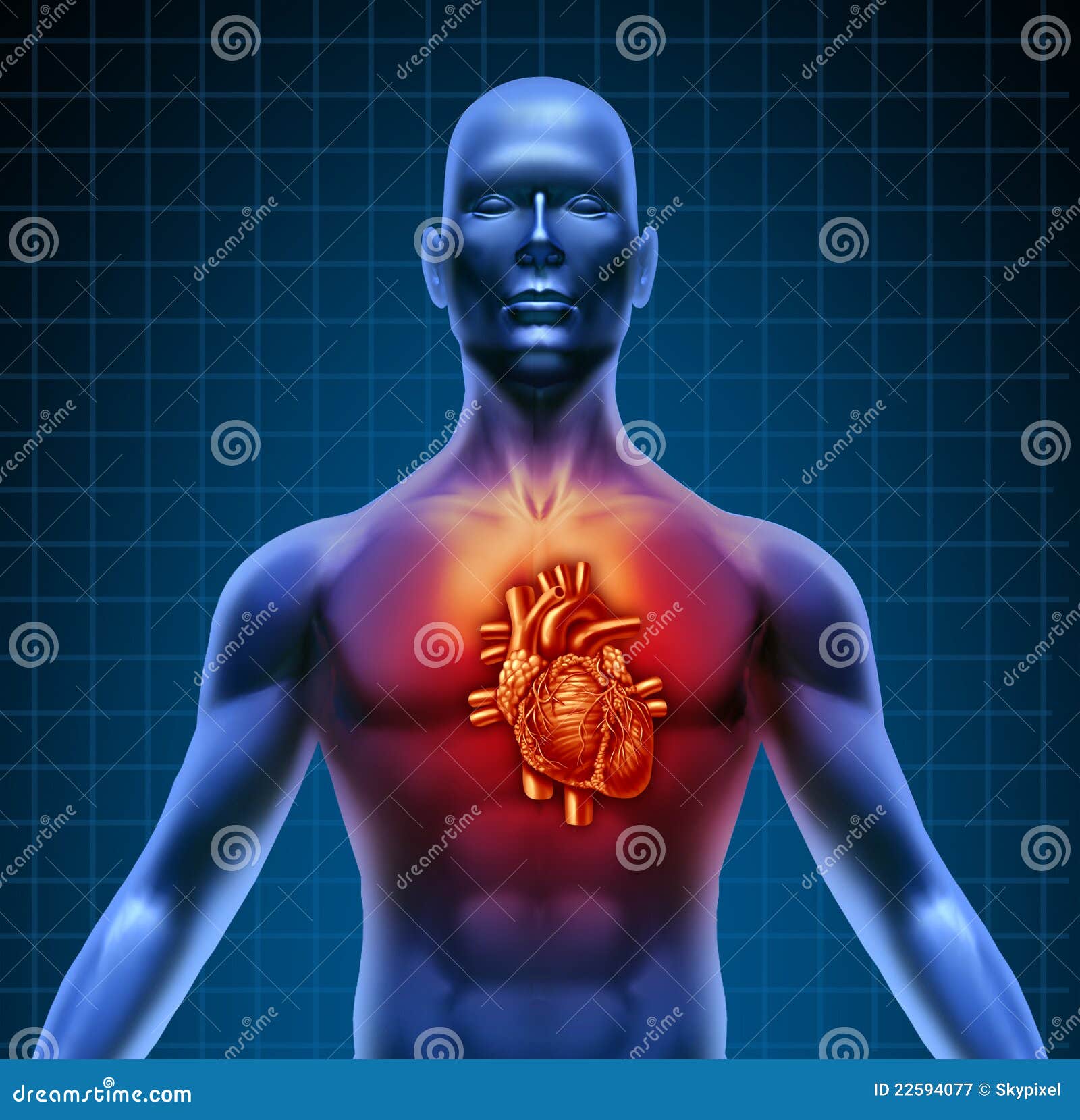 Human Torso with Red Heart Anatomy Stock Illustration - Illustration of ...