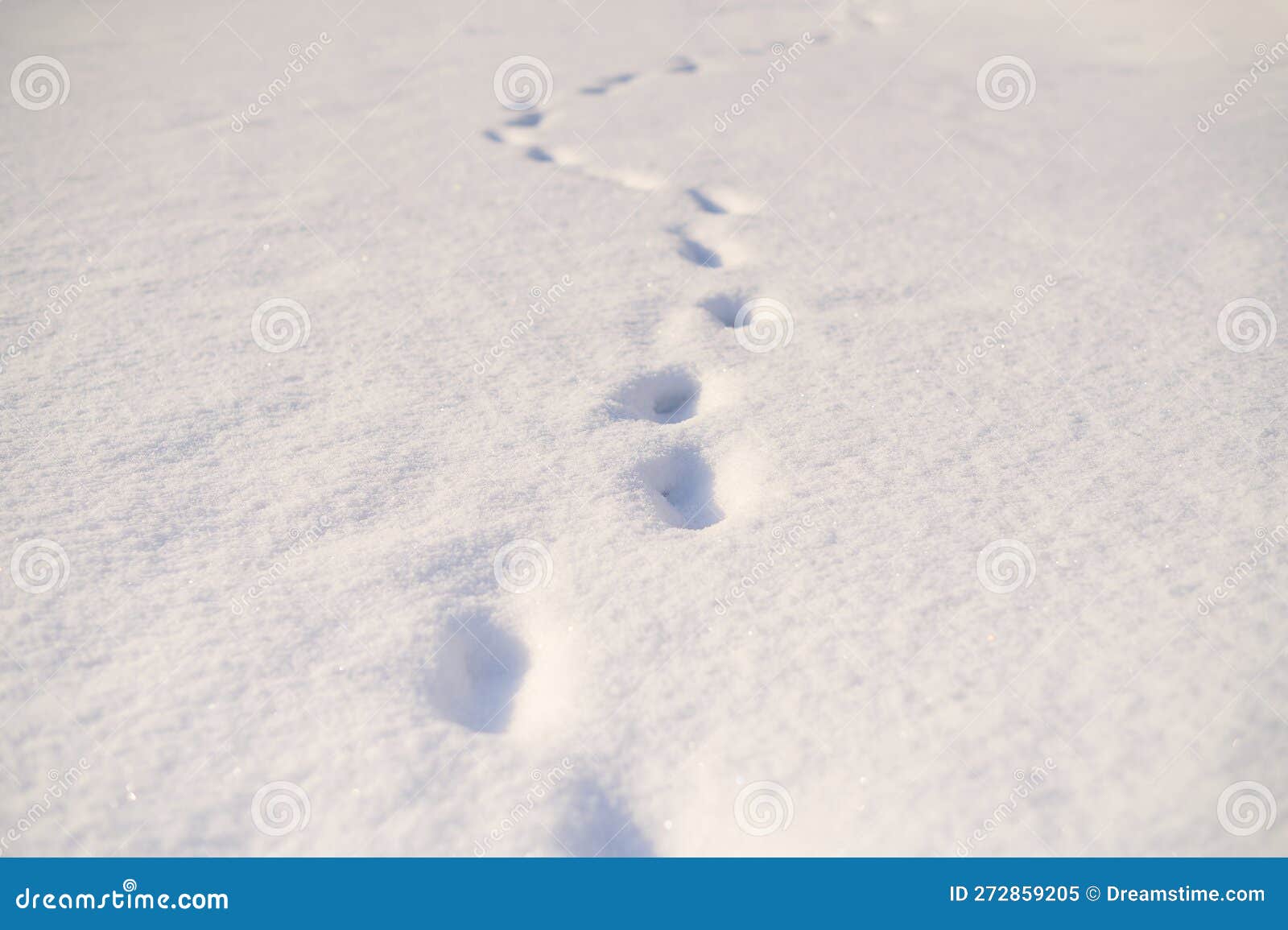 Human Traces on a Snow. Winter Background. the Tracks are Covered with ...