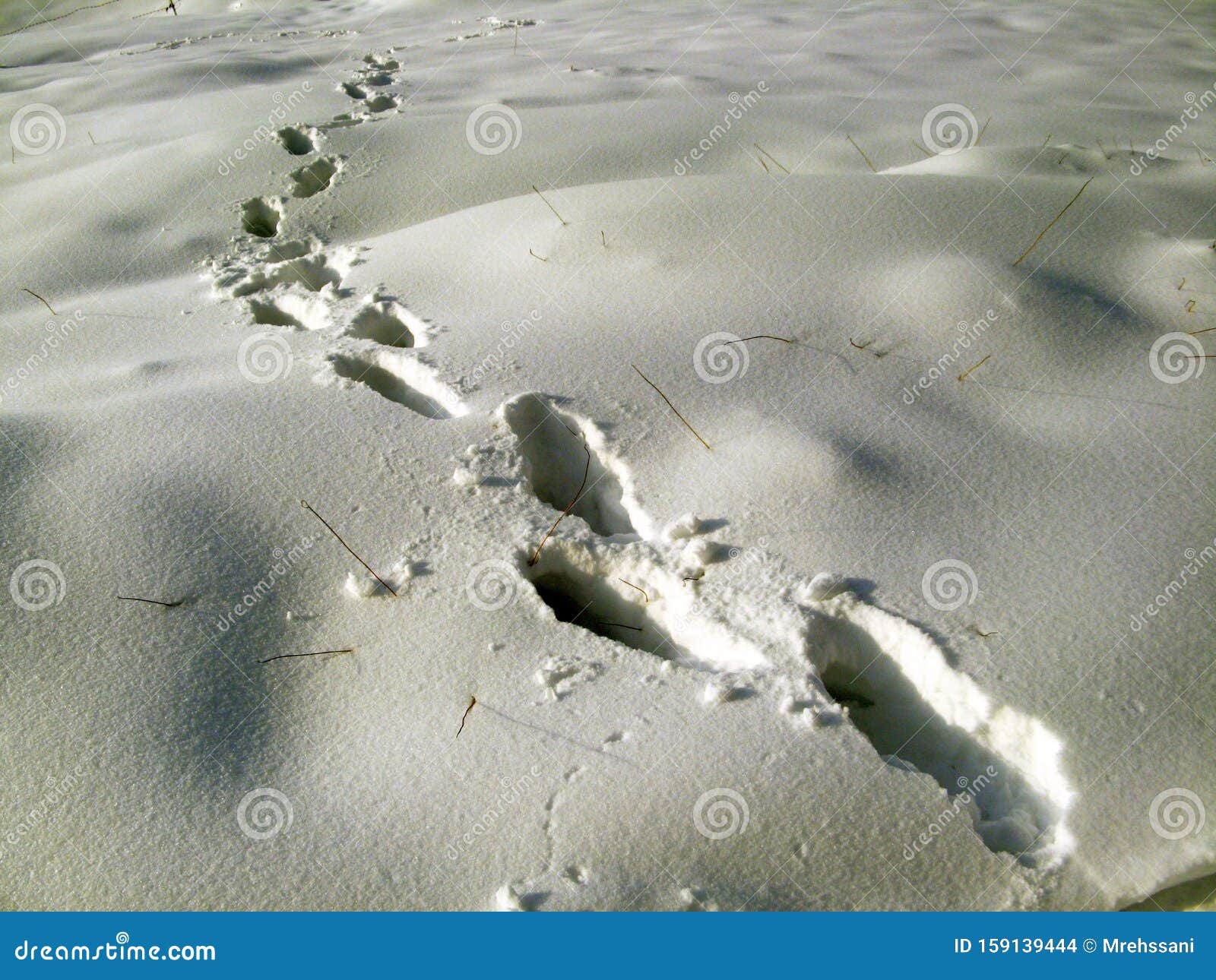 Footprint of human on snow stock photo. Image of track - 159139444
