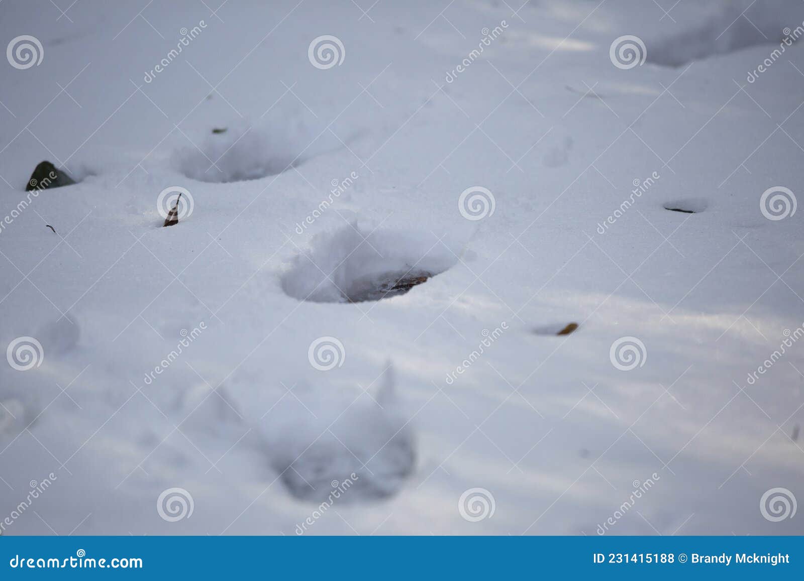 Human Tracks in the Snow stock photo. Image of beautiful - 231415188