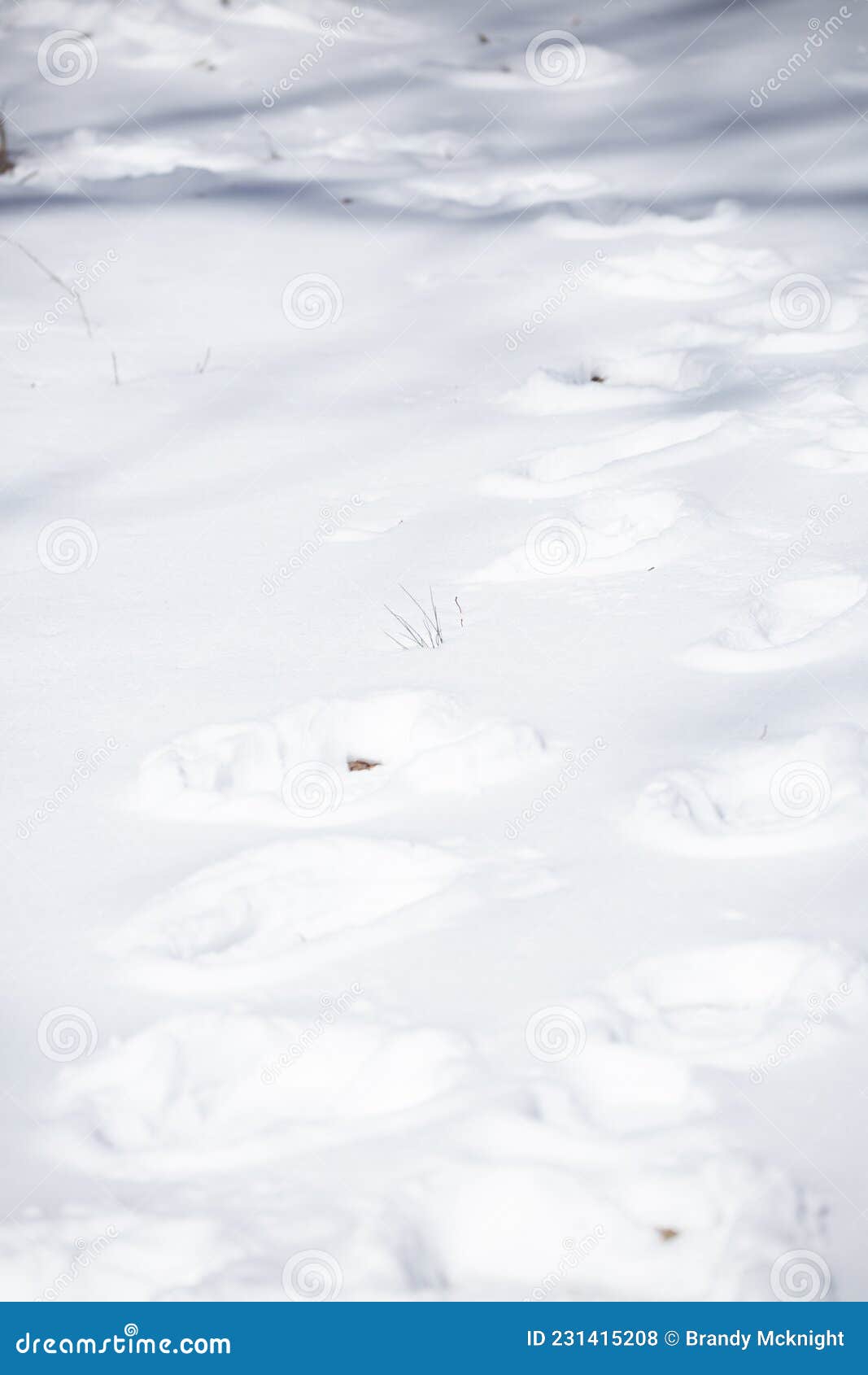 Human Tracks in the Snow stock photo. Image of movement - 231415208
