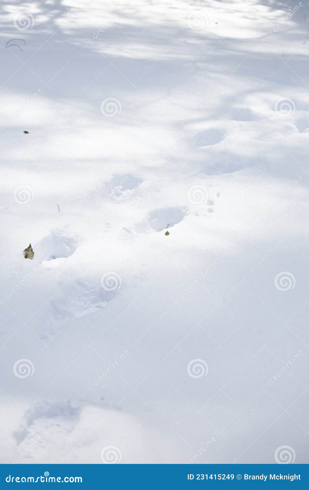Human Tracks in the Snow stock image. Image of outdoors - 231415249