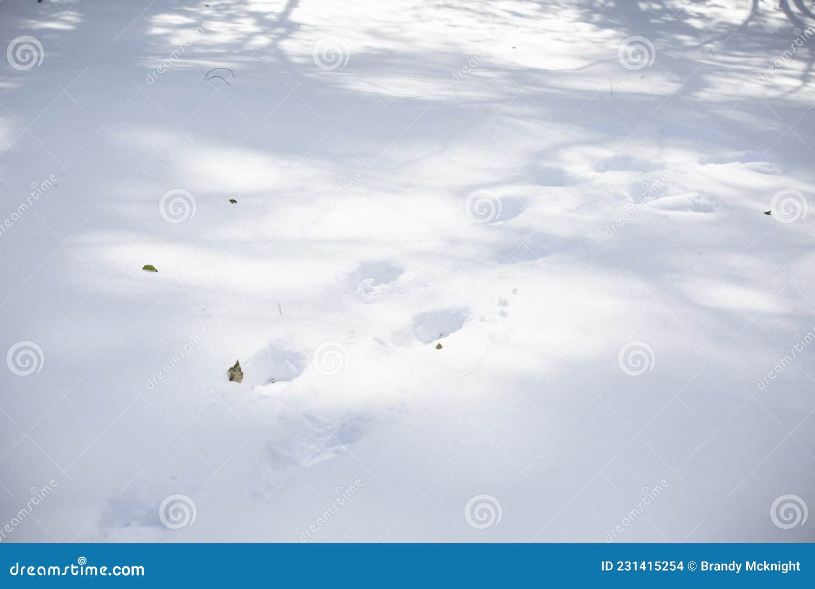 Human Tracks in the Snow stock photo. Image of movement - 231415254