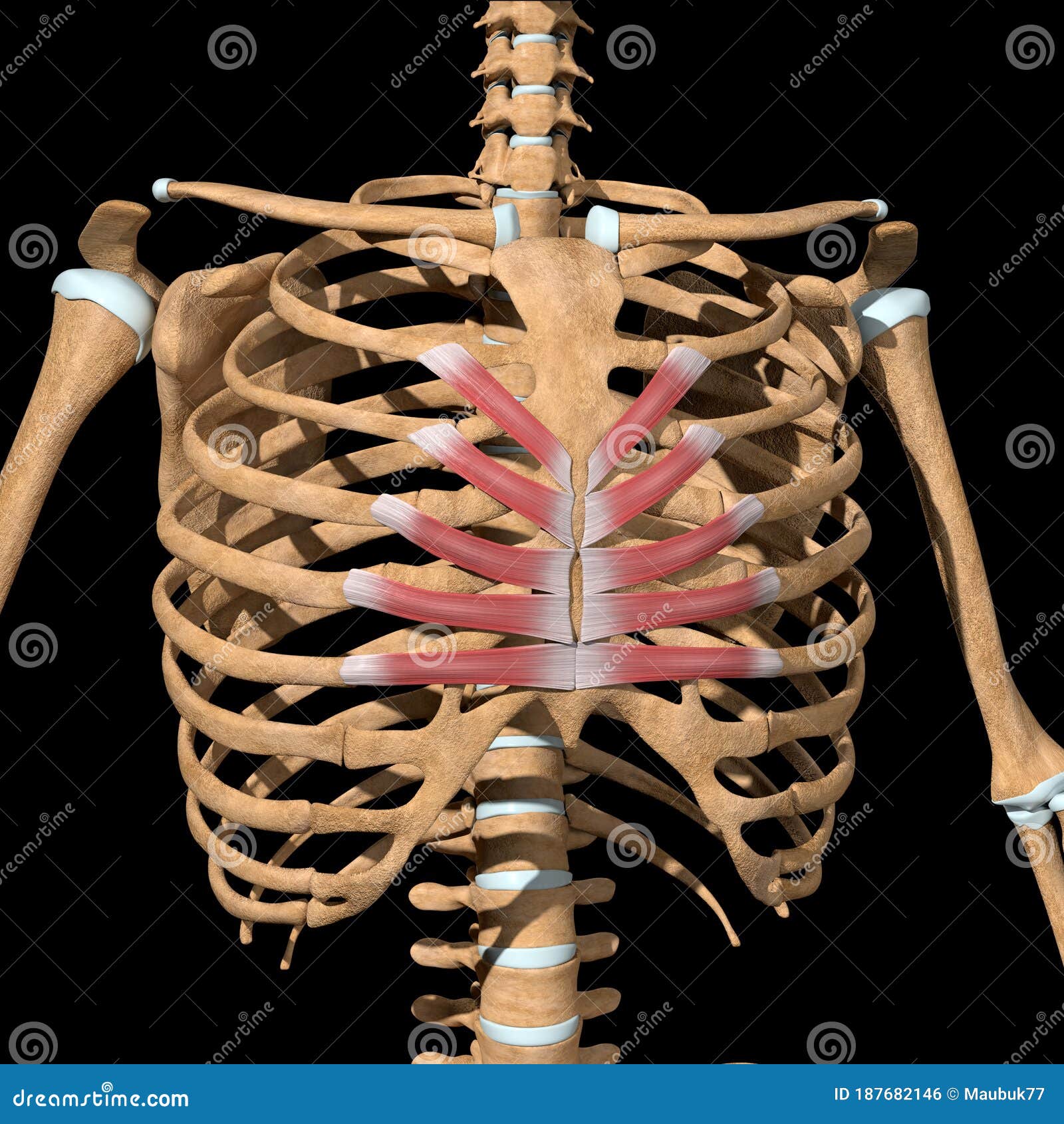 Human Transversus Thoracis Muscles on Skeleton Stock Illustration ...