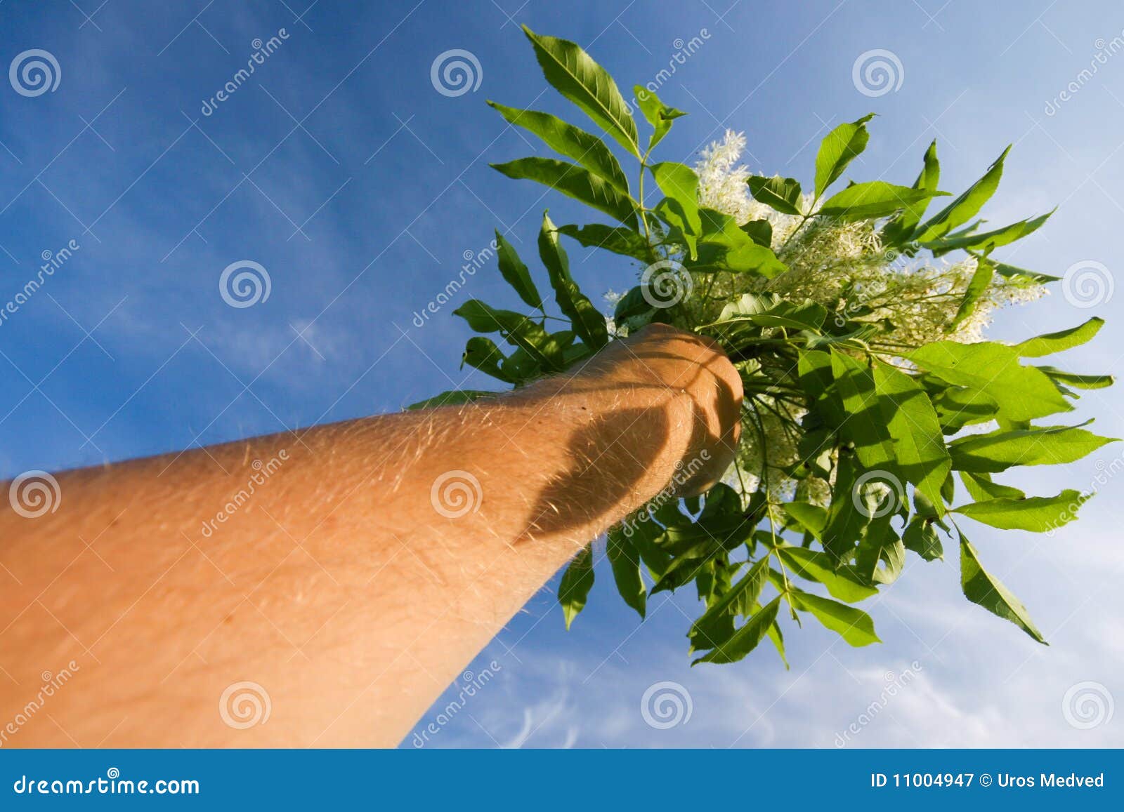 Human tree stock image. Image of expression, nature, environment - 11004947