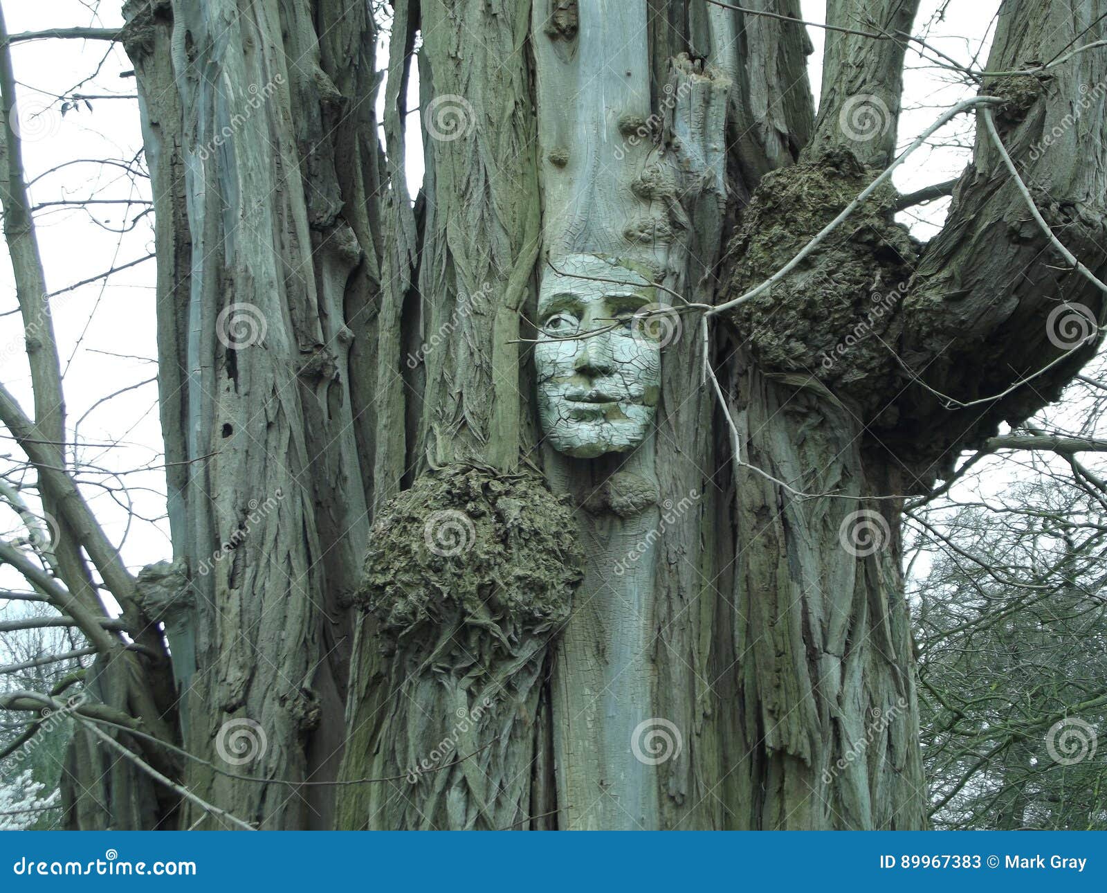 A Human Tree stock image. Image of carved, tree, face - 89967383