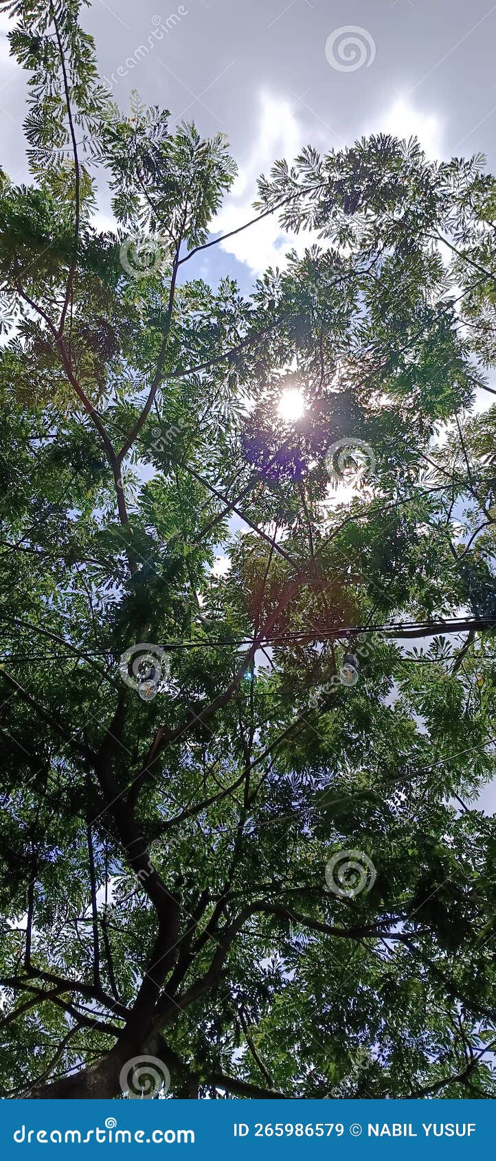 Human tree of life stock image. Image of human, fresh - 265986579