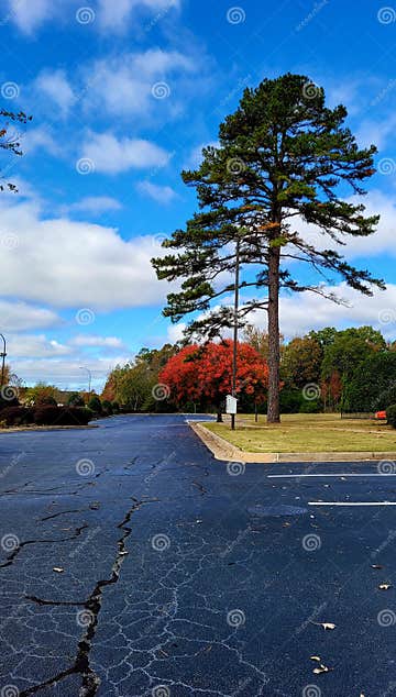 Human and tree silhouette stock photo. Image of autumn - 261059754