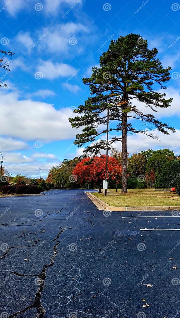 Human and tree silhouette stock photo. Image of autumn - 261059754