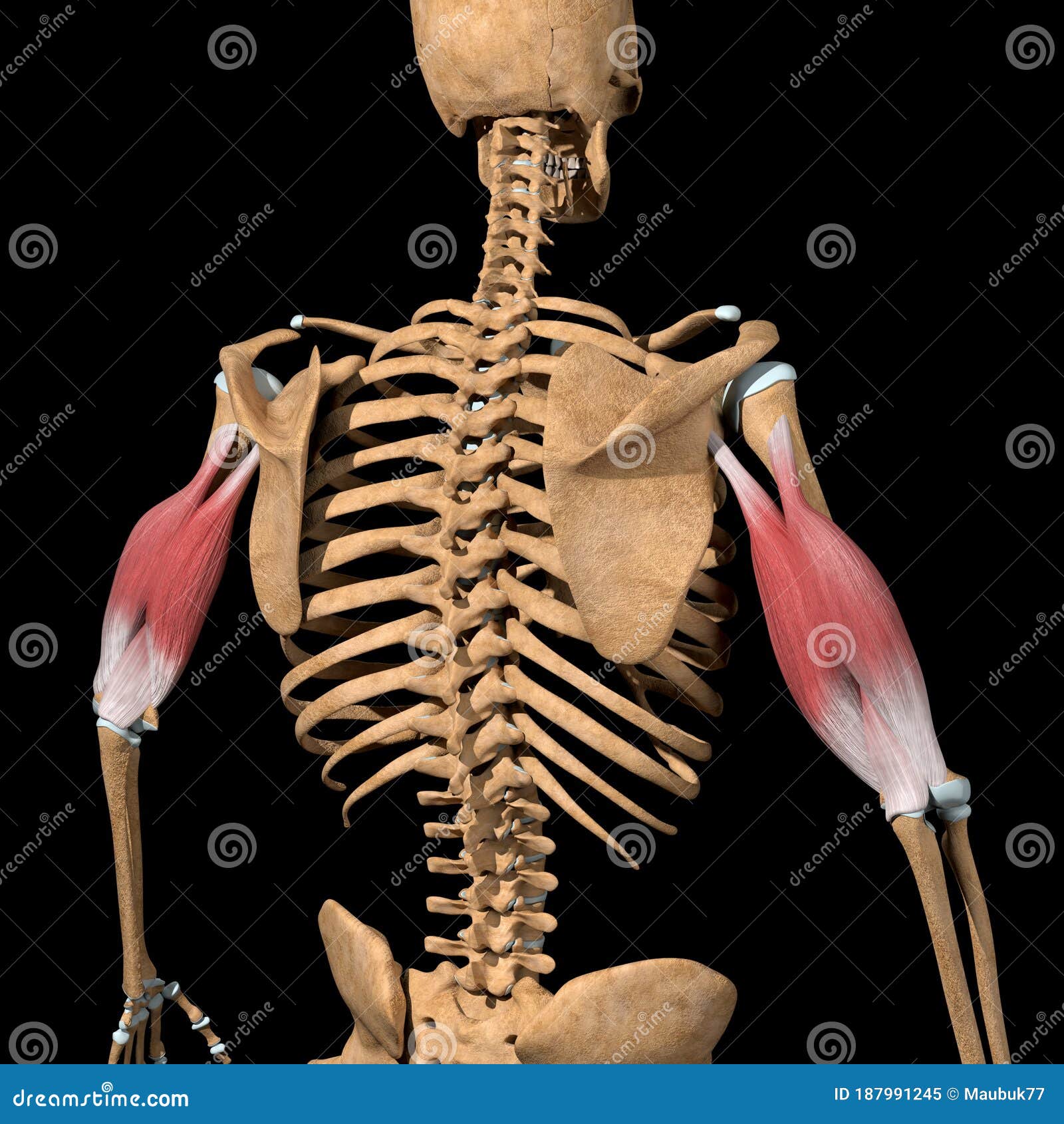 Triceps Muscles - Anatomy Muscles Isolated On White - 3D Illustration ...