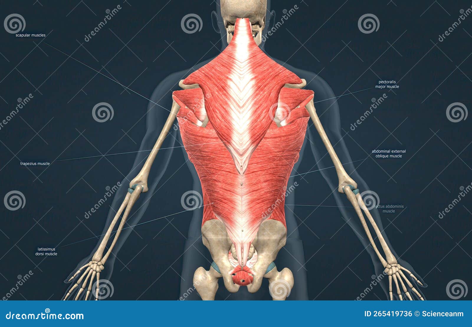 Human Trunk Muscles are the Muscles that Cover the Trunk Stock ...