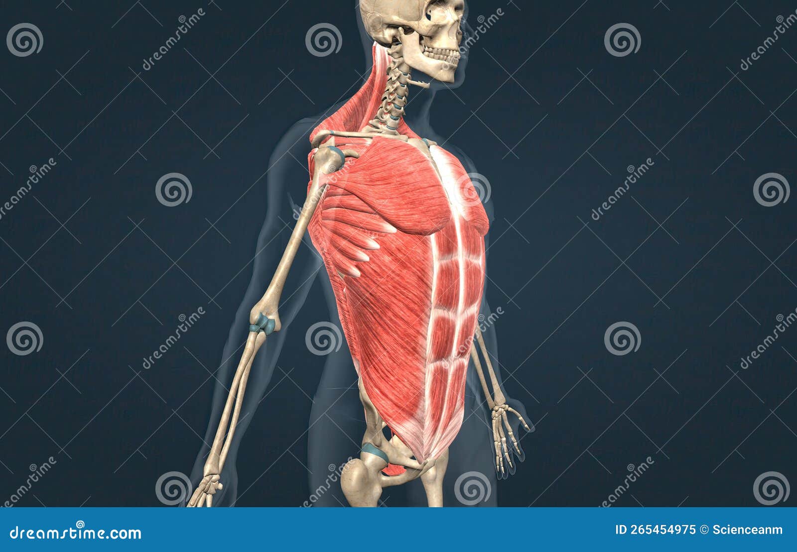 Human Trunk Muscles are the Muscles that Cover the Trunk Stock ...