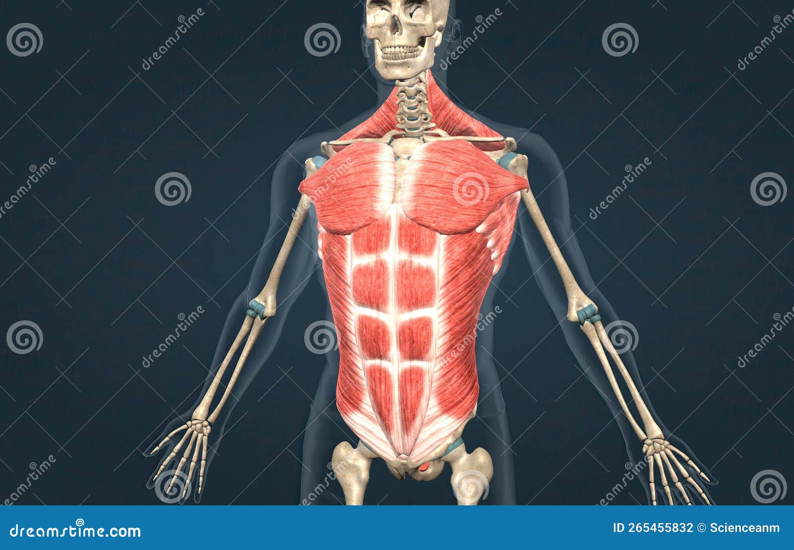 Human Trunk Muscles are the Muscles that Cover the Trunk Stock ...
