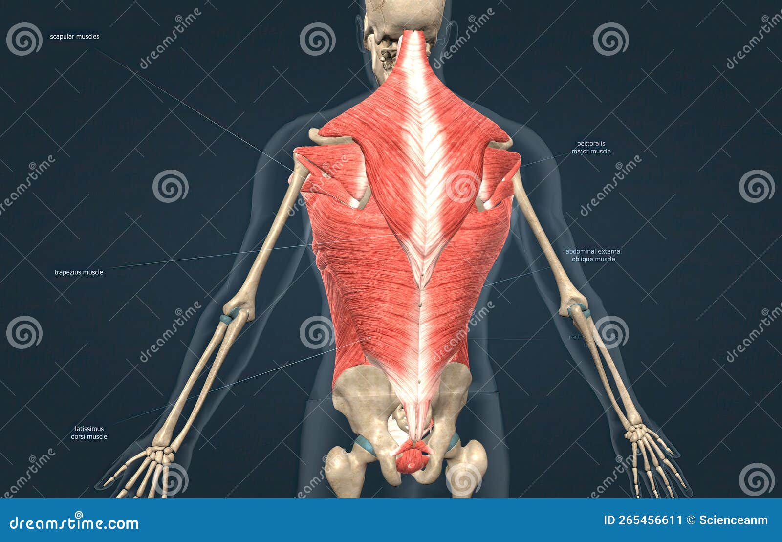 Human Trunk Muscles are the Muscles that Cover the Trunk Stock ...