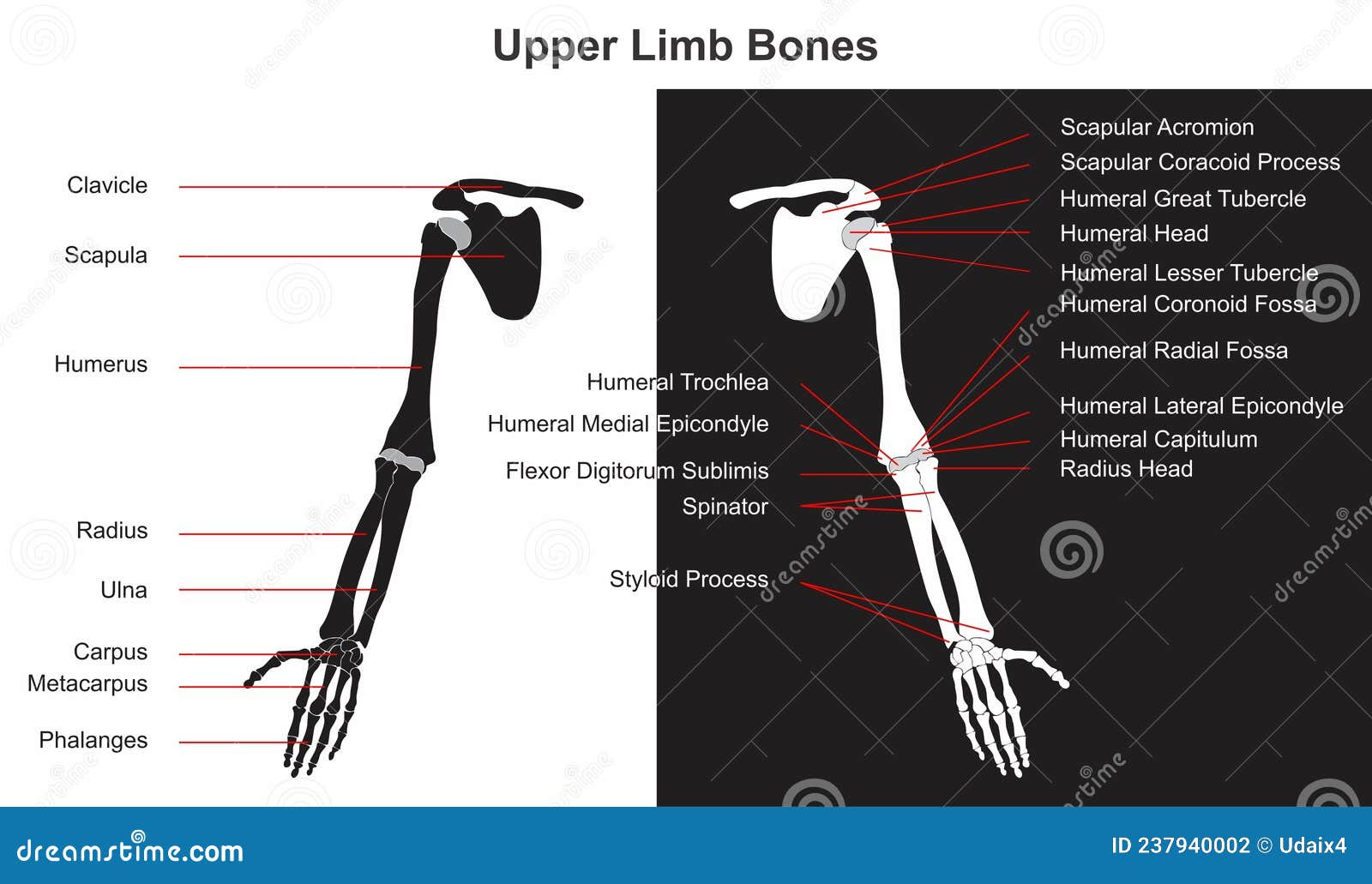 Human Upper Limb Bones Infographic Diagram Name of Bones Stock ...