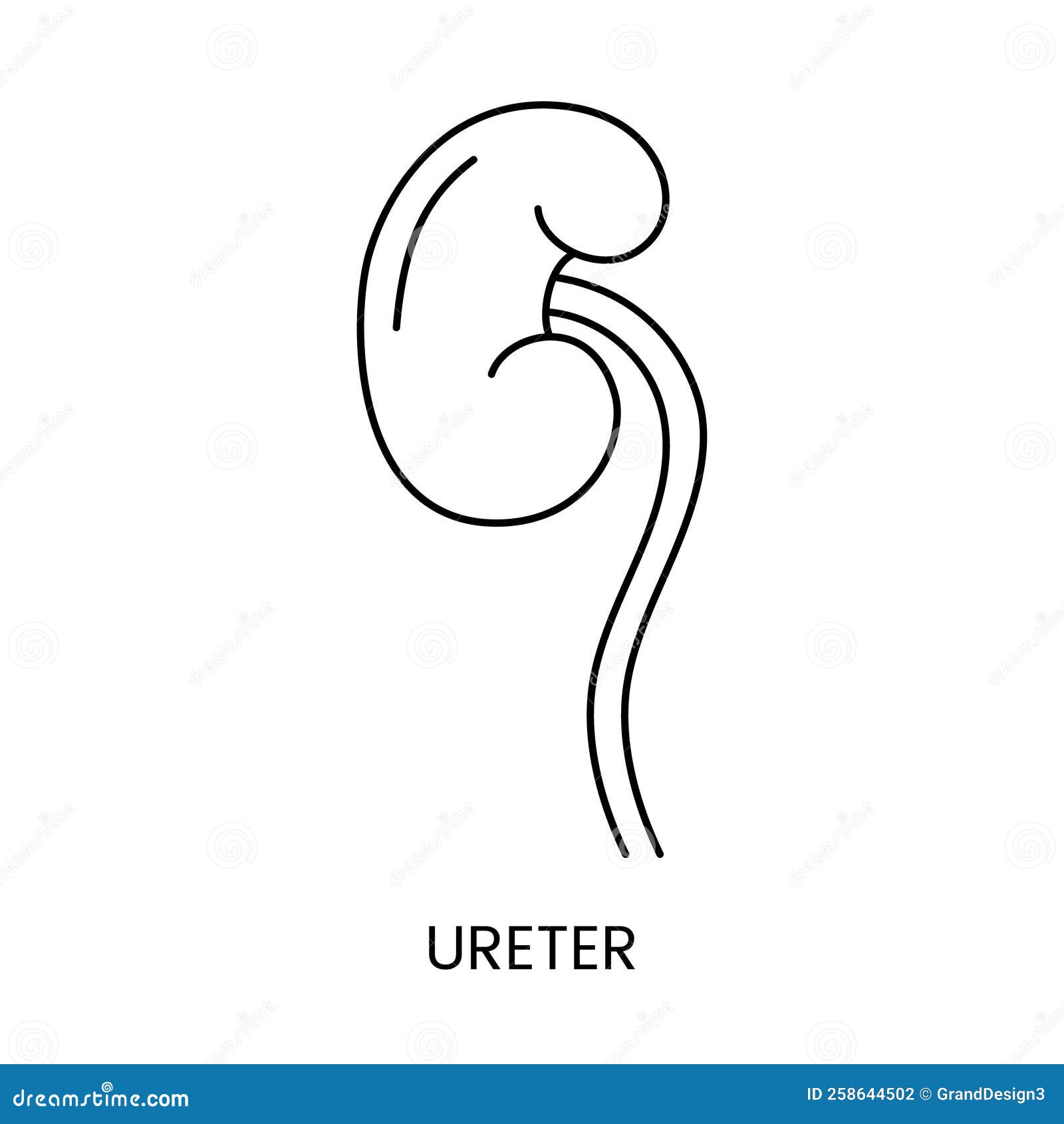 Human Ureter Icon Line in Vector, Illustration of the Internal Organ of ...