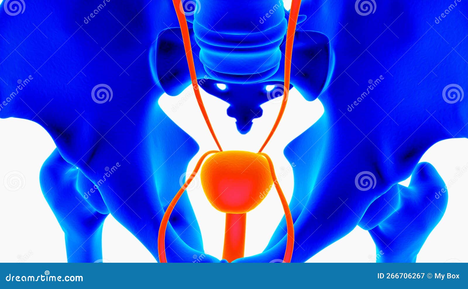 Human Urinary Bladder Anatomy for Medical Concept 3D Rendering Stock ...