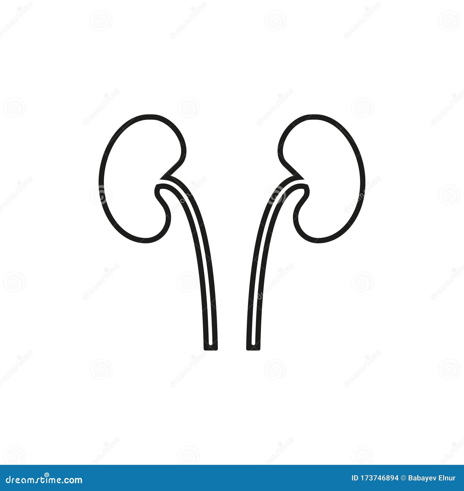 Human Urinary Bladder System with Kidneys, Ureters and Urethra Flat ...