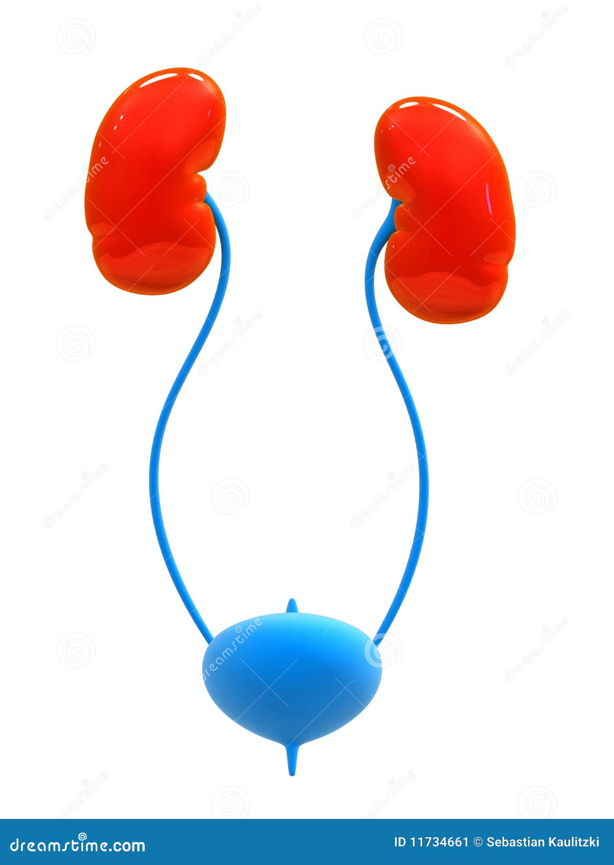 Human urinary system stock illustration. Illustration of branches ...