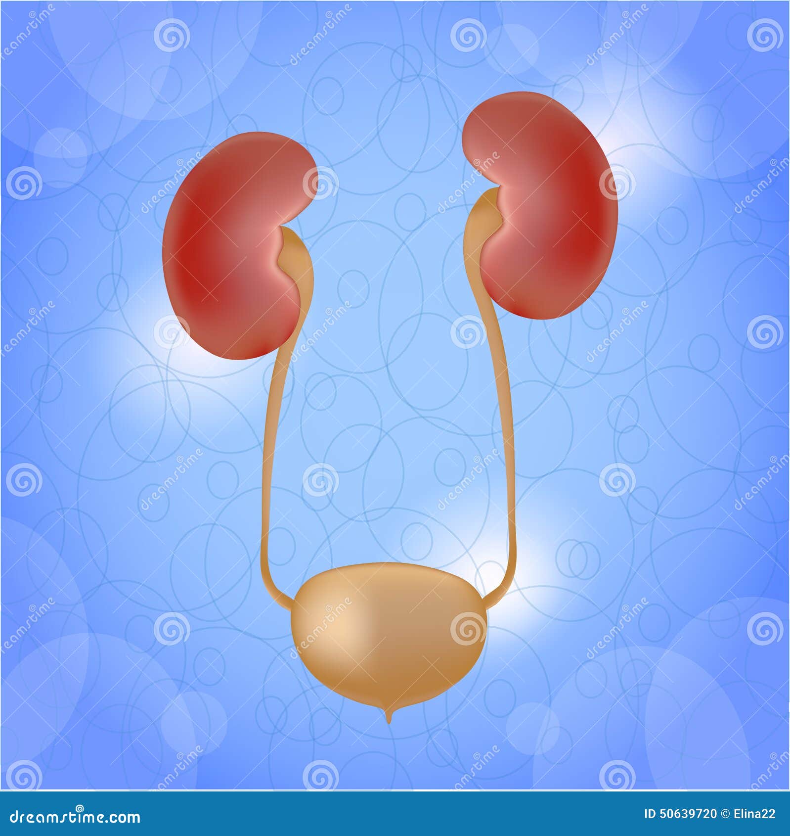 Human Urinary System on Blue Background. Stock Vector - Illustration of ...