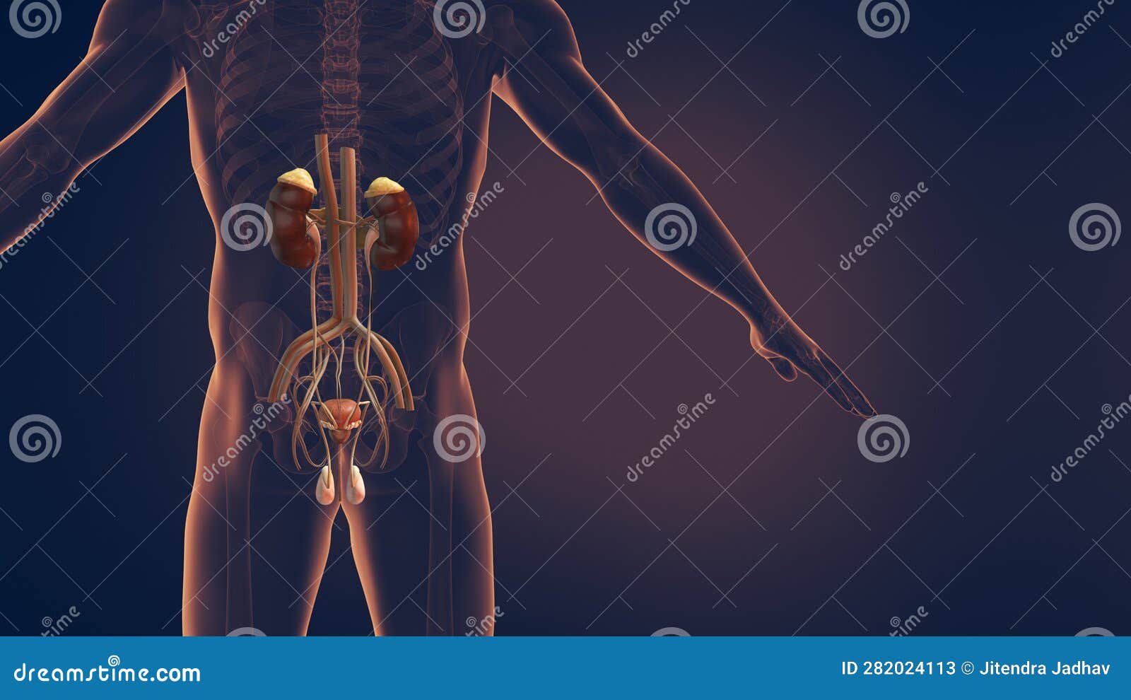 Male Urinary and Reproductive System 3D Illustration Stock Illustration ...