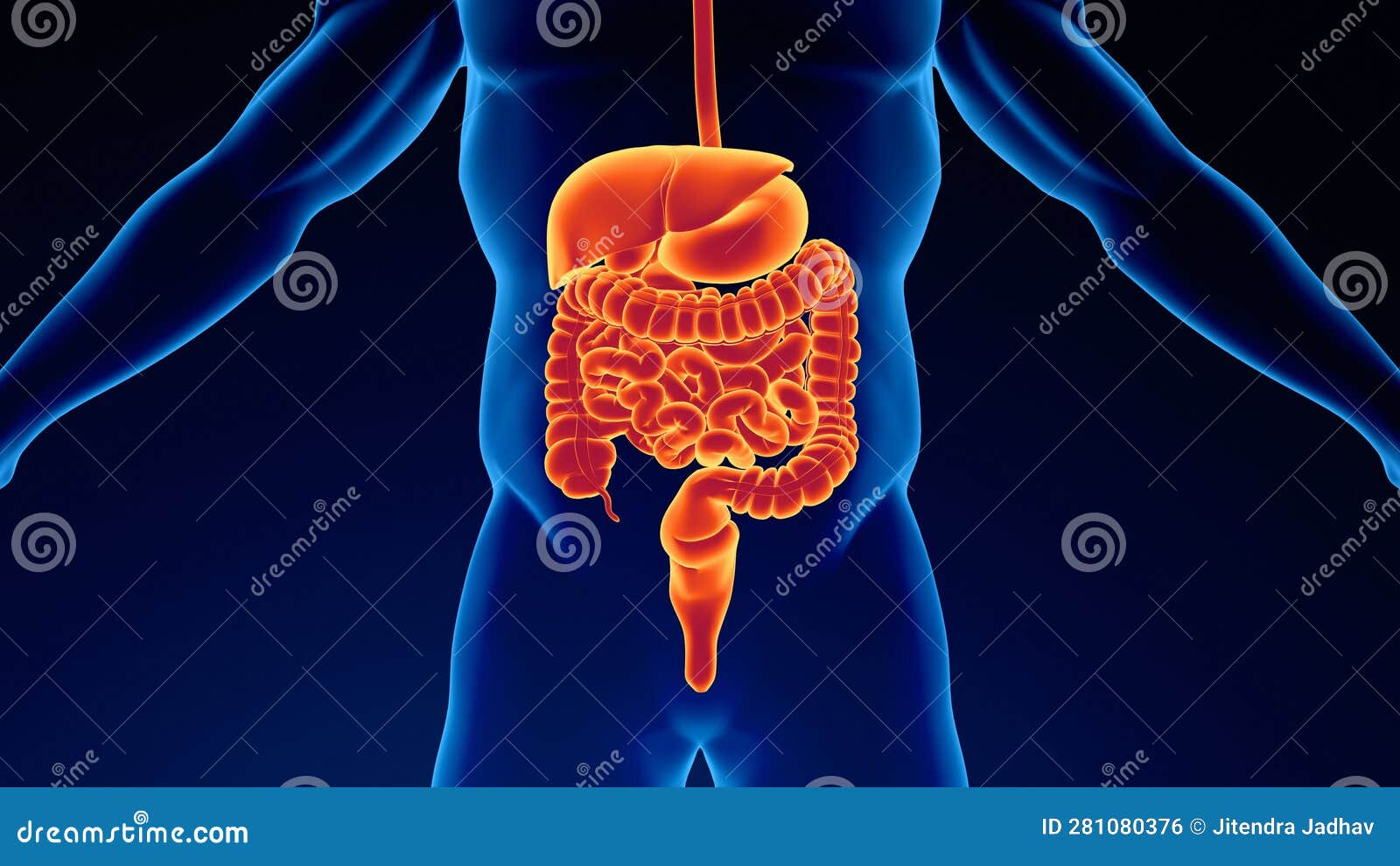 Anatomy of Human Digestive System Stock Illustration - Illustration of ...