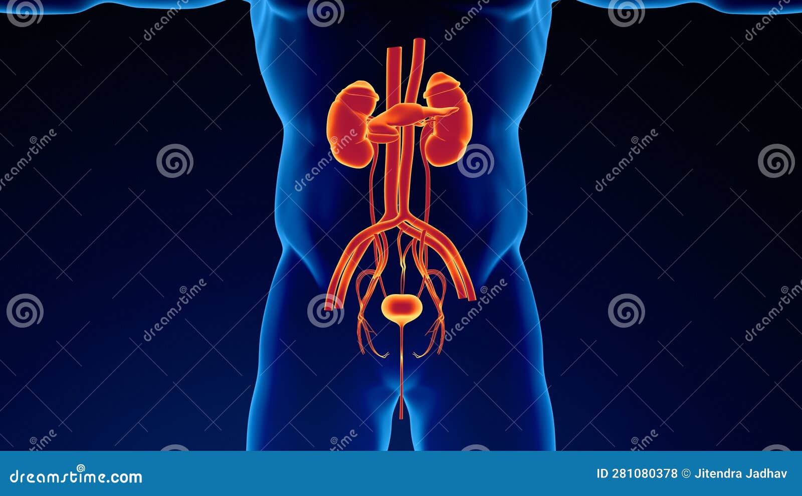 Anatomy of Human Digestive System Stock Illustration - Illustration of ...