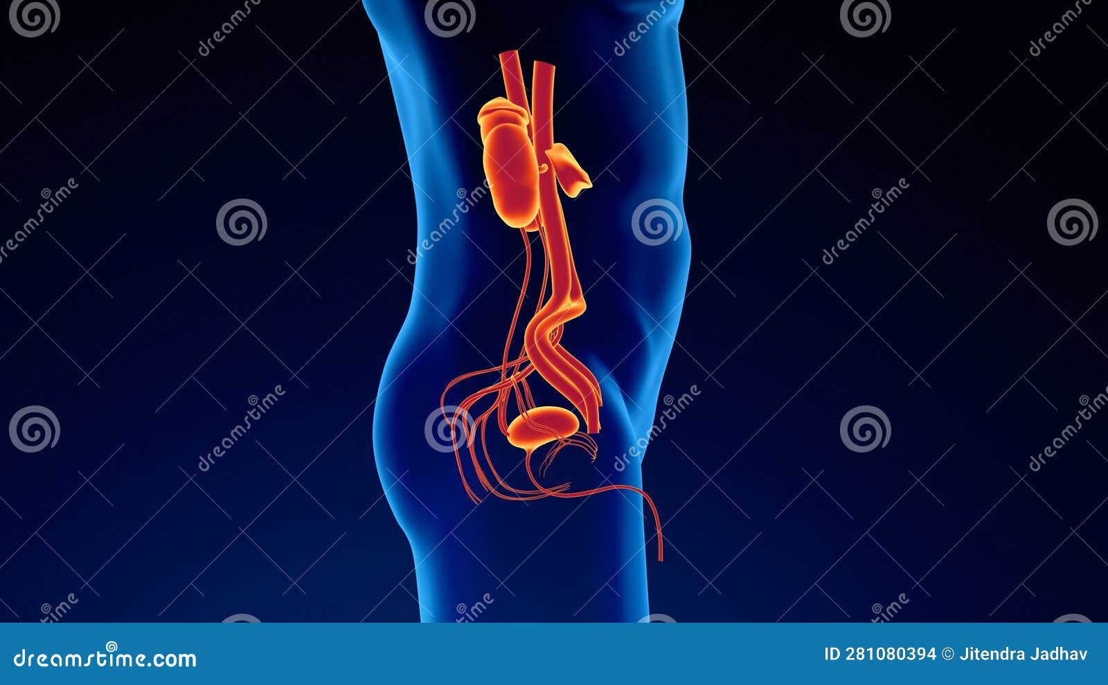 Anatomy of Human Digestive System Stock Illustration - Illustration of ...
