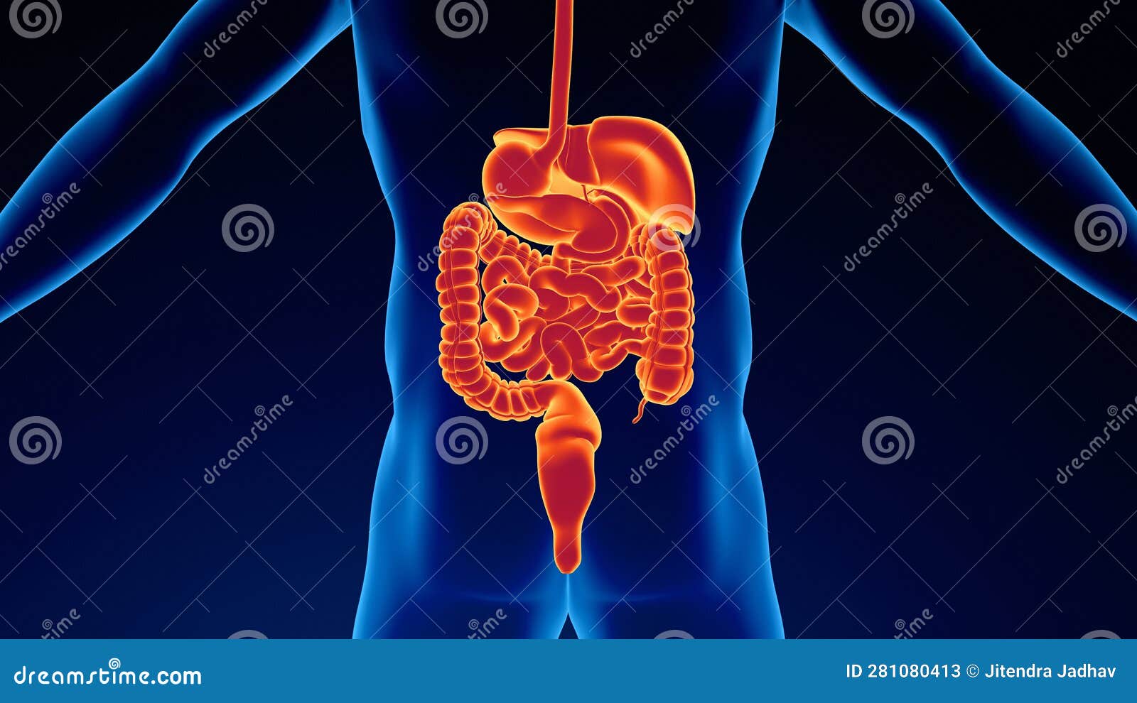 Anatomy of Human Digestive System Stock Illustration - Illustration of ...