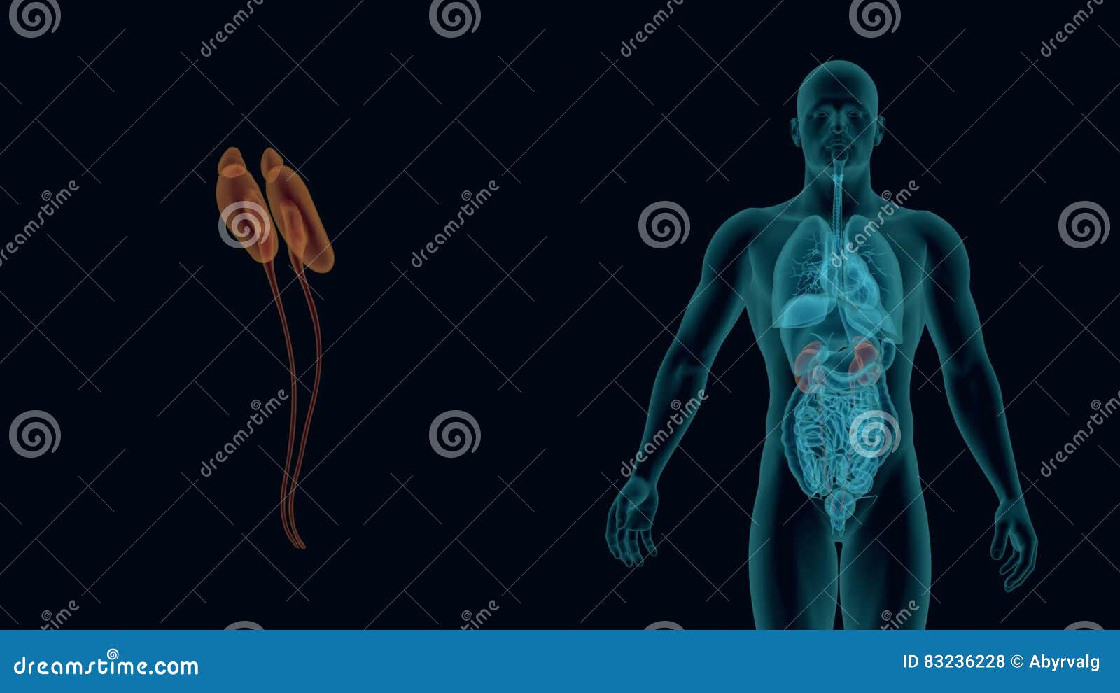 Human Urinary System 3d Animation Stock Footage - Video of gland, body ...