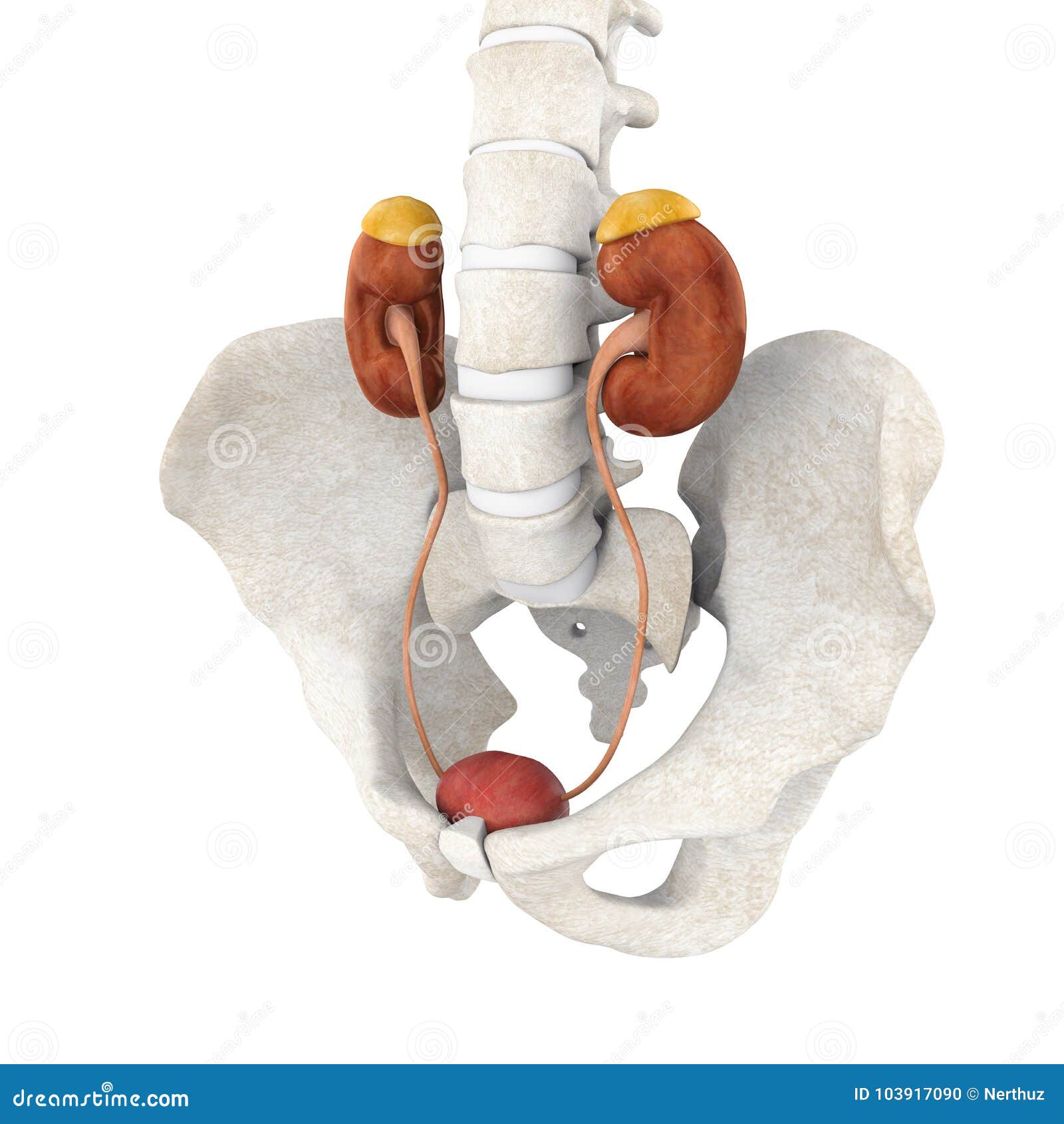 Human Urinary Bladder Anatomy With Detailed Labels Stock Photography ...
