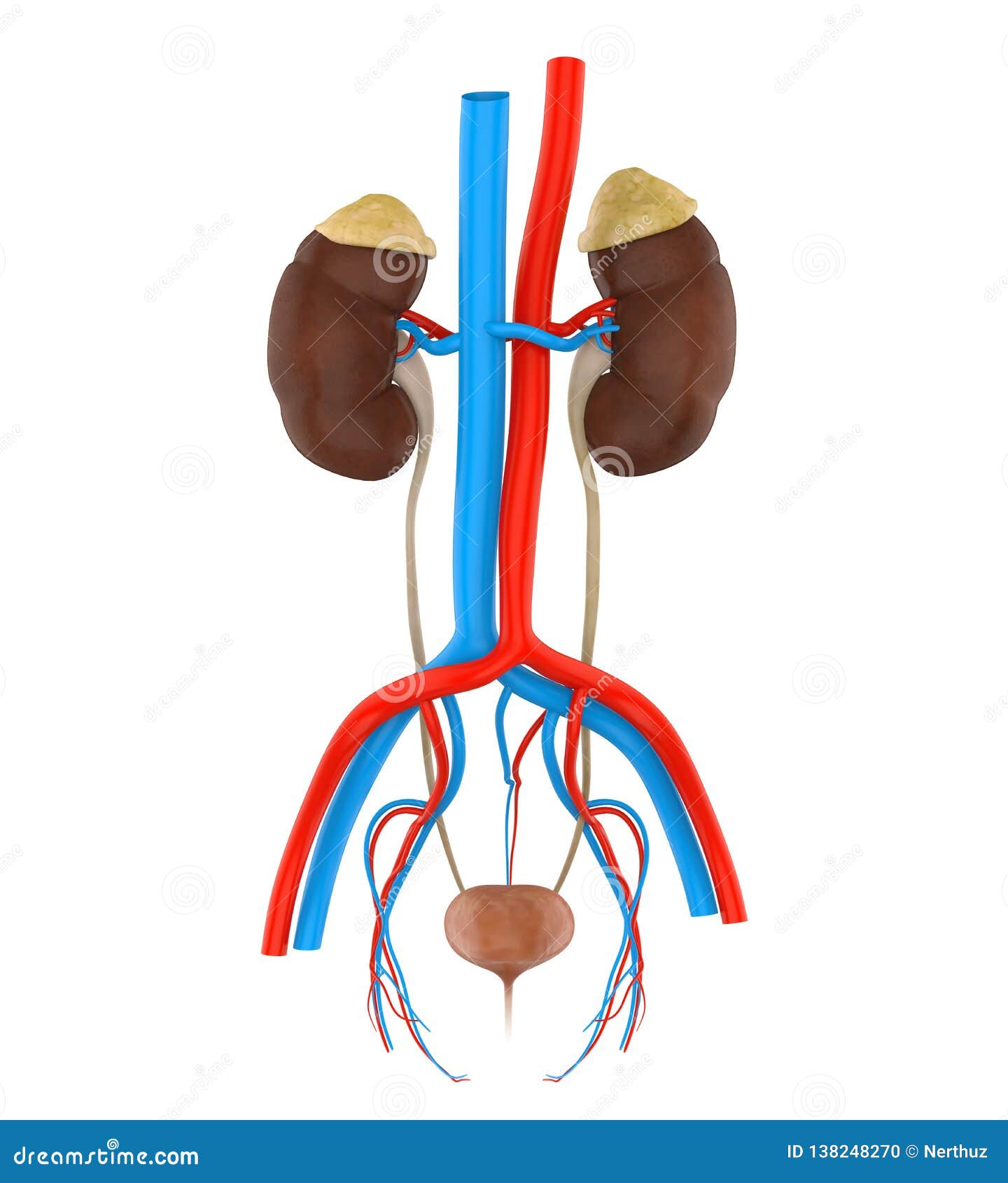 Human Urinary System Illustration Stock Photography | CartoonDealer.com ...