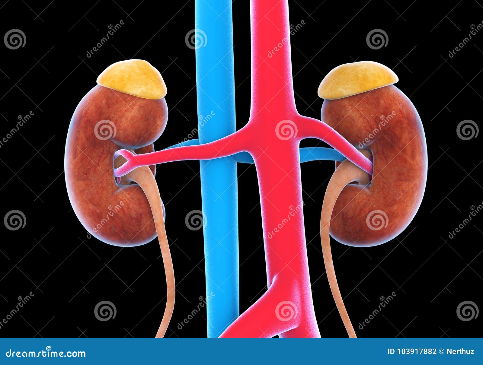 Human Urinary System Illustration Stock Illustration - Illustration of ...