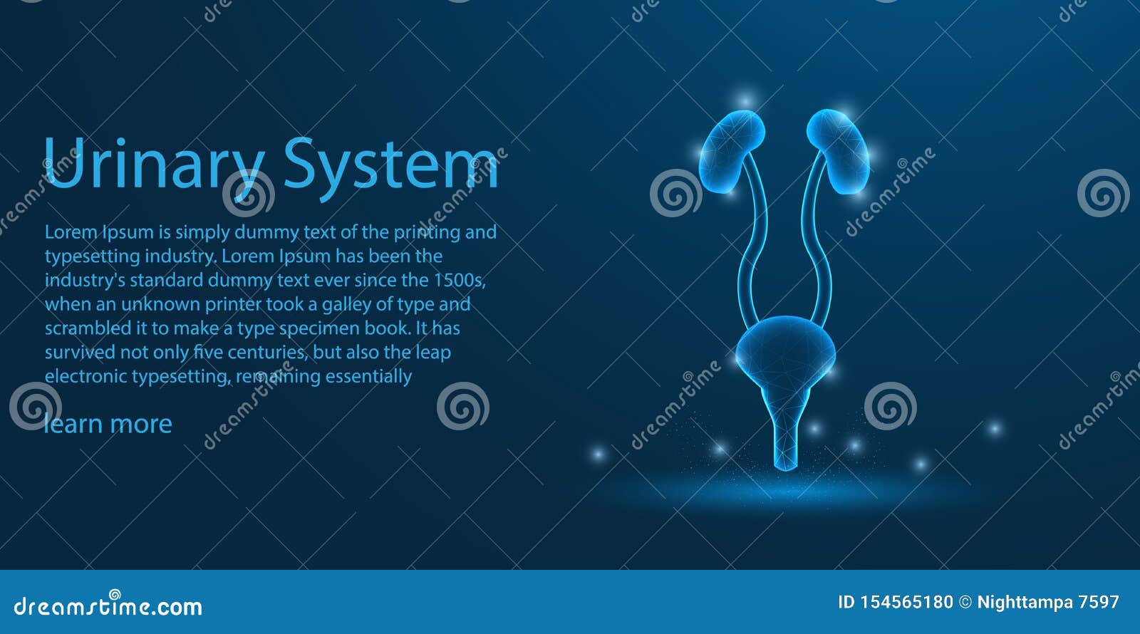 Human Urinary System. Kidnes Low Poly Wireframe Theme Concept On Blue ...