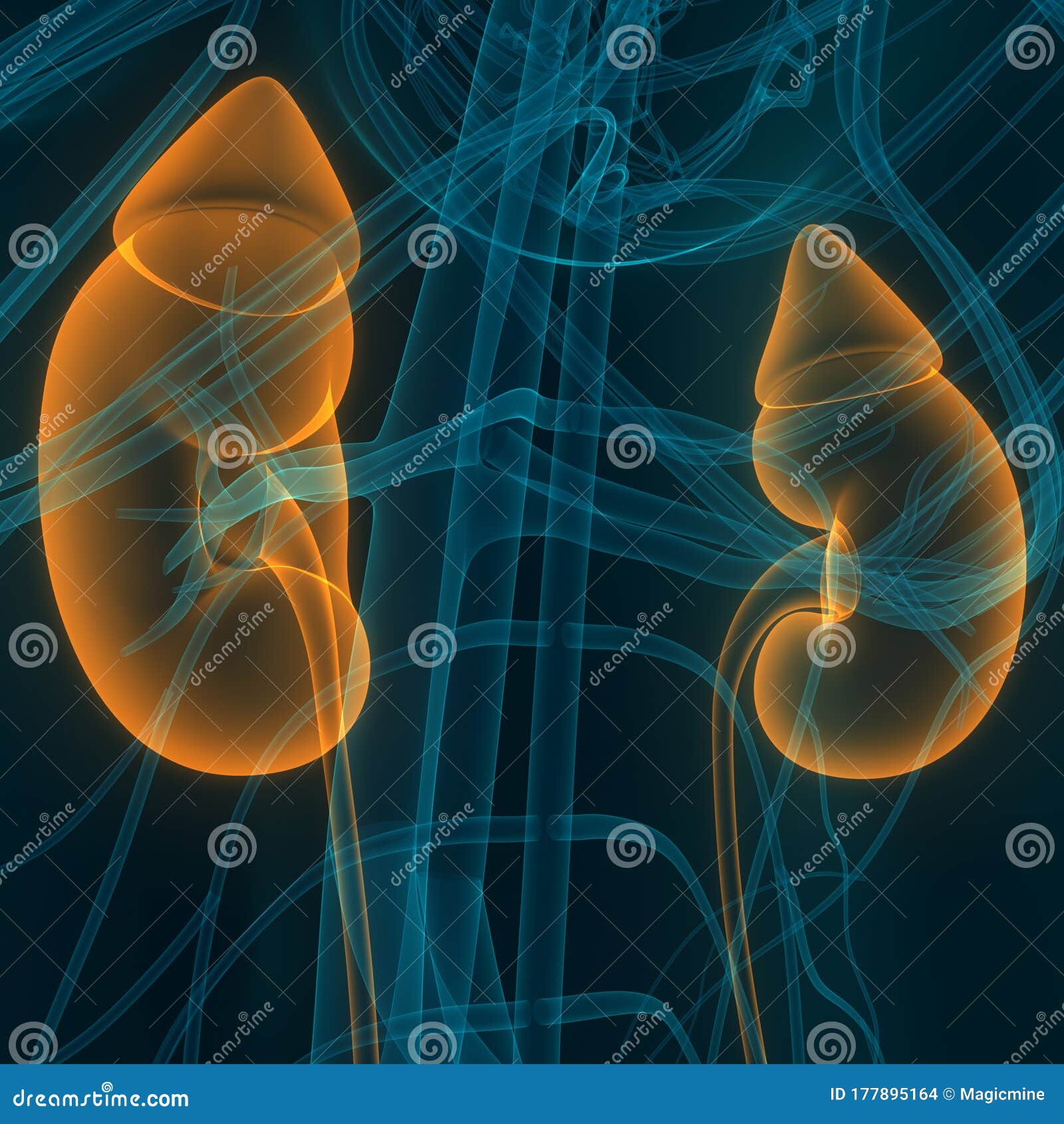 Anatomy Kidney Bladder