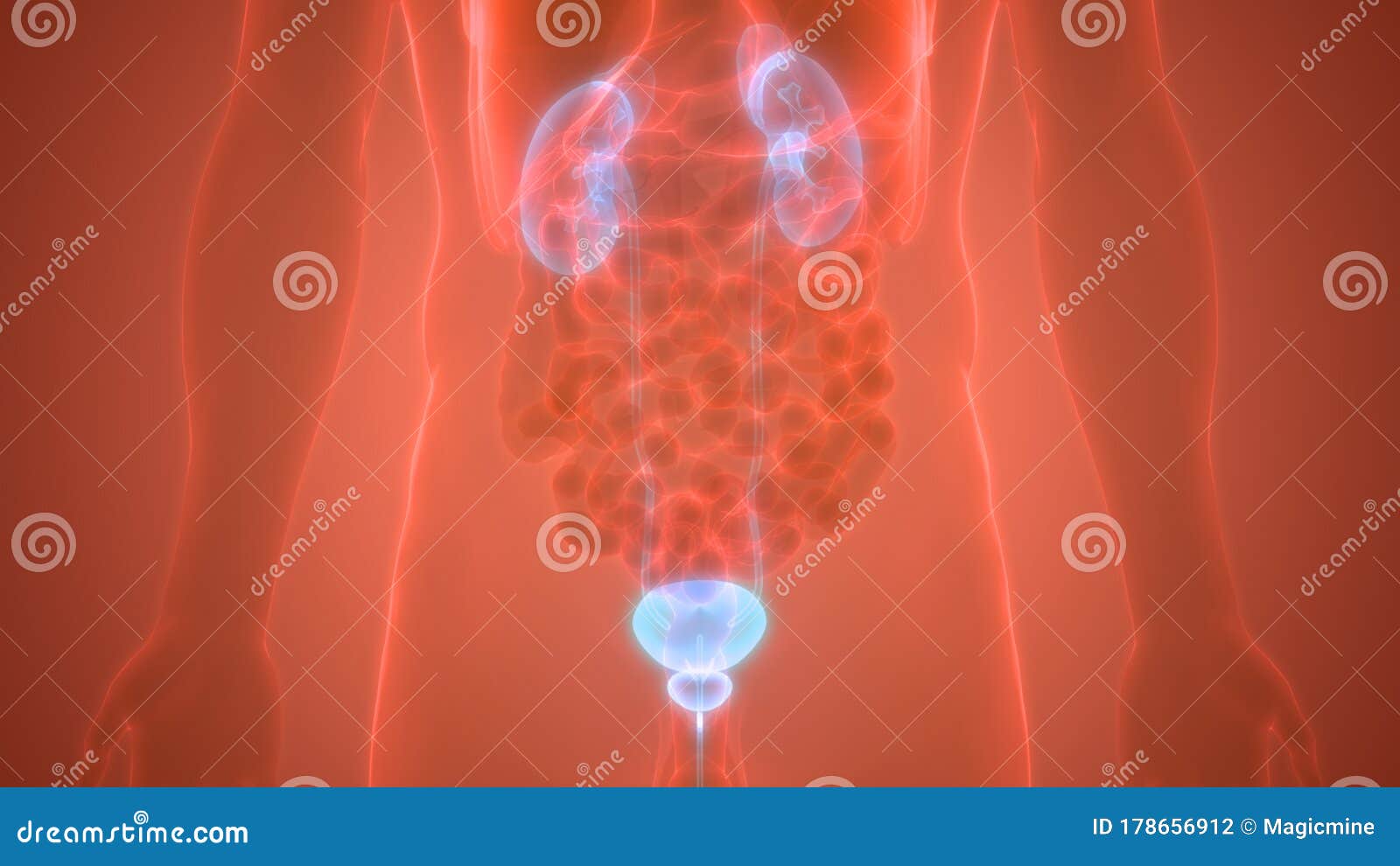 Human Urinary System Kidneys with Bladder Anatomy Stock Illustration ...