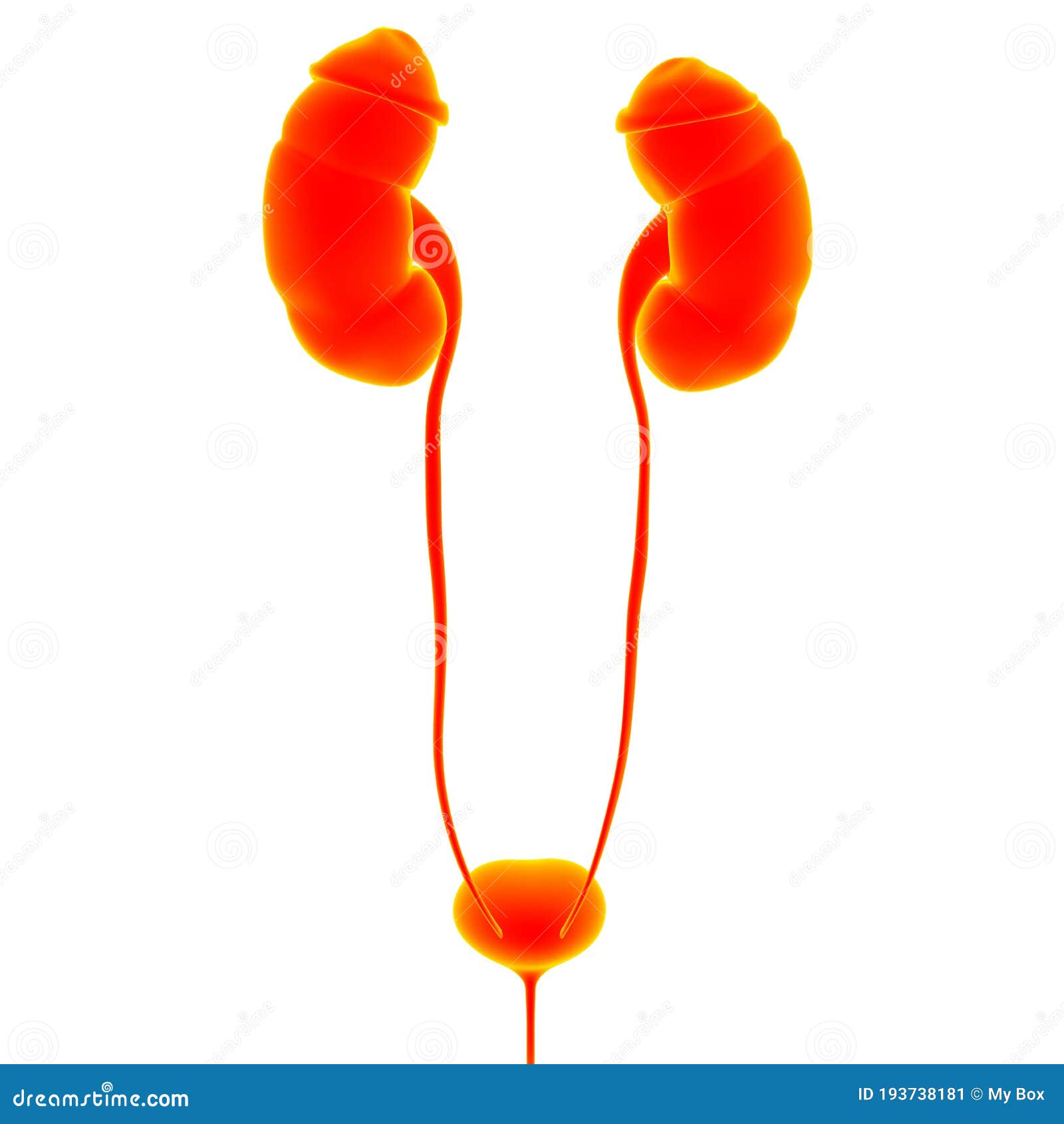 Human Urinary System Kidneys with Bladder Anatomy for Medical Concept ...