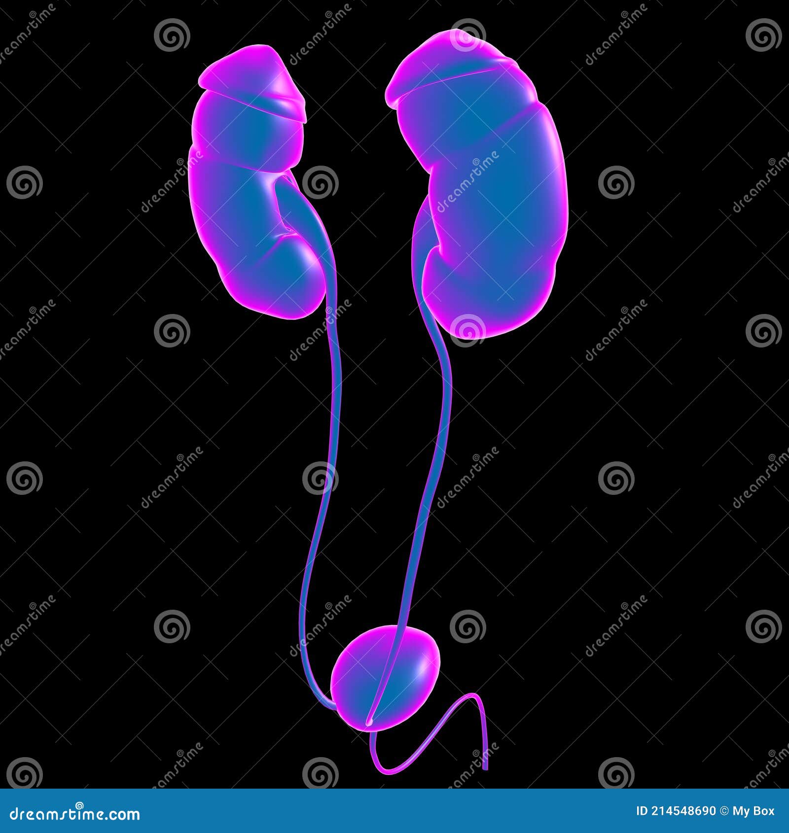 Human Urinary System Kidneys with Bladder Anatomy for Medical Concept ...