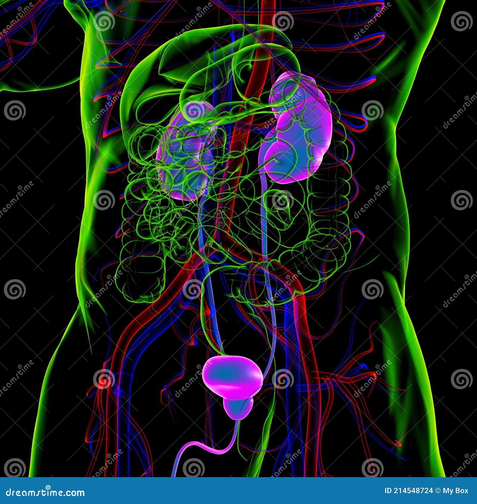 Human Urinary System Kidneys with Bladder Anatomy for Medical Concept ...