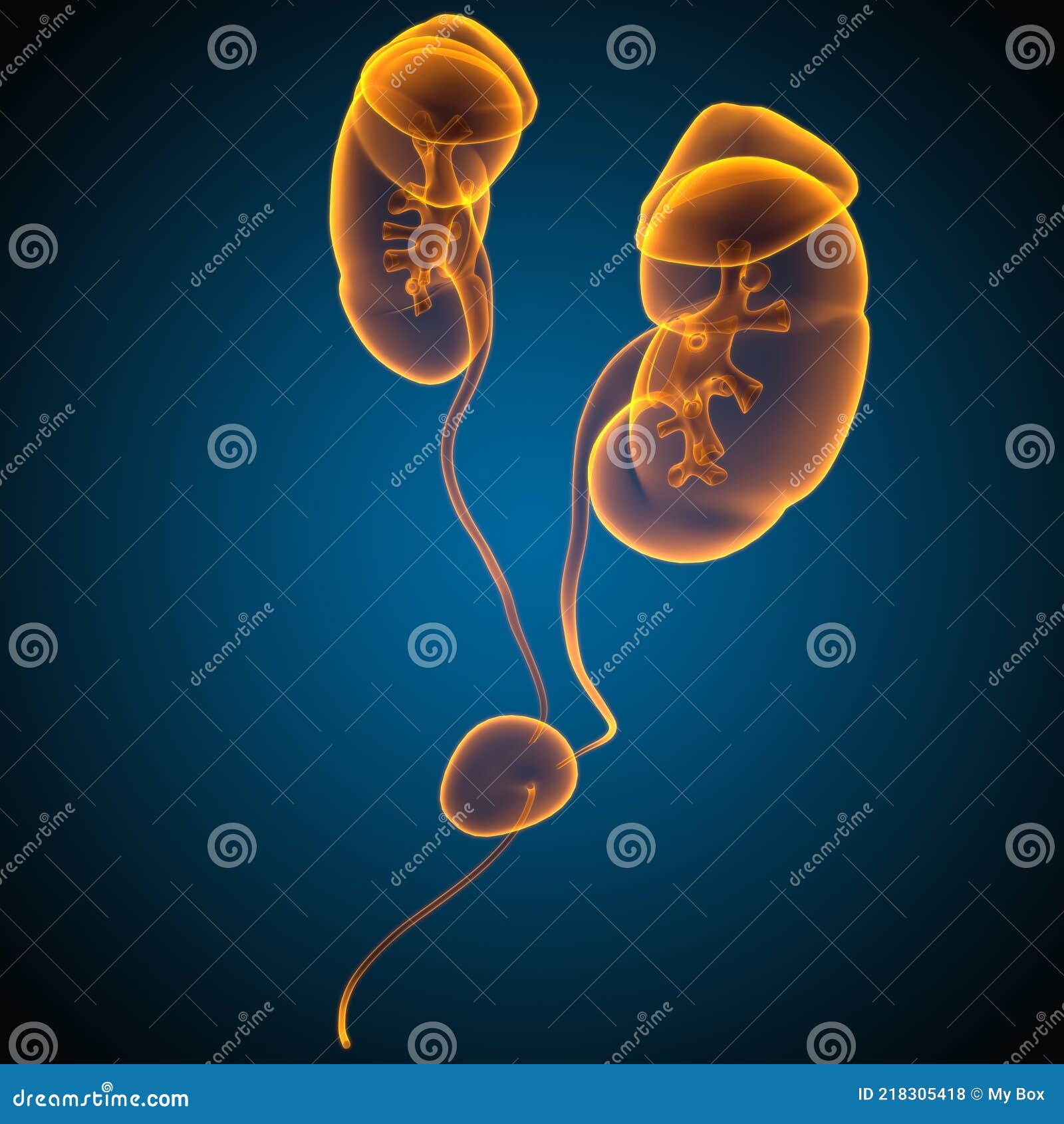 Human Urinary System Kidneys with Bladder Anatomy for Medical Concept ...