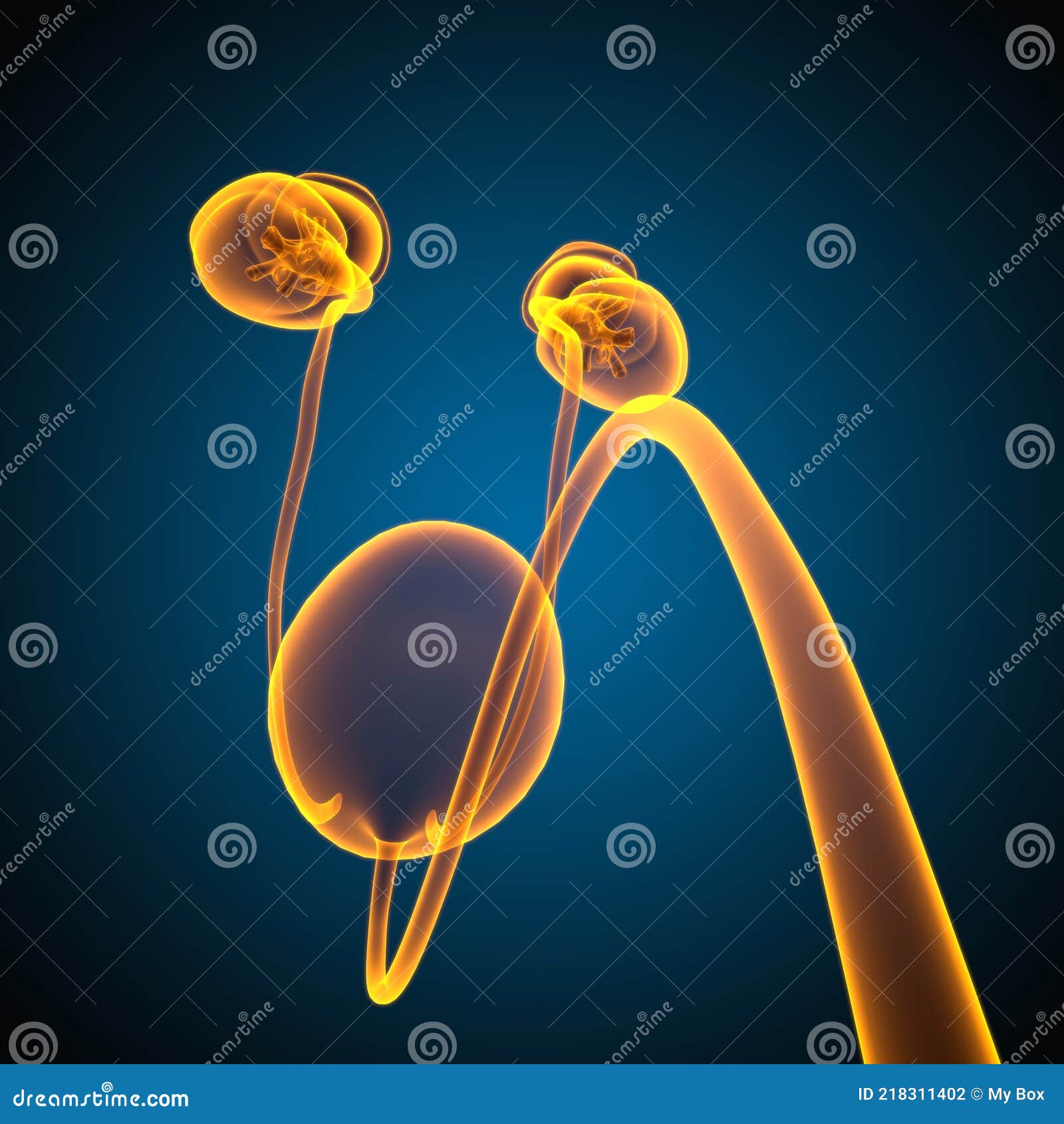 Human Urinary System Kidneys with Bladder Anatomy for Medical Concept ...