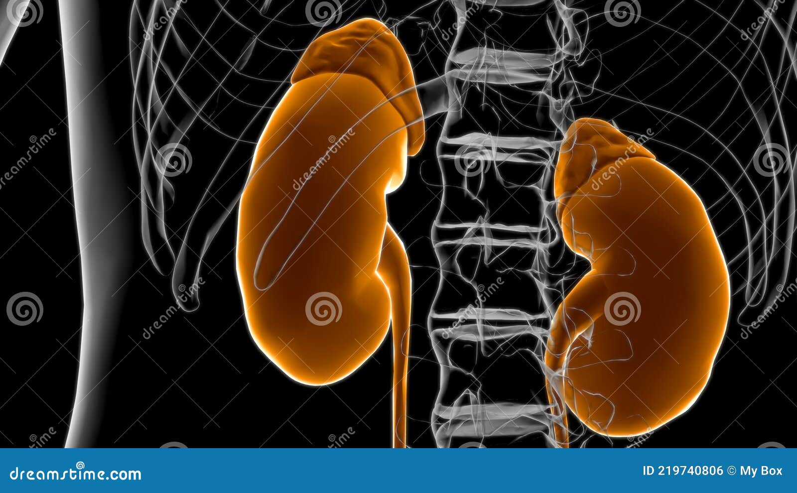 Human Urinary System Kidneys with Bladder Anatomy for Medical Concept ...