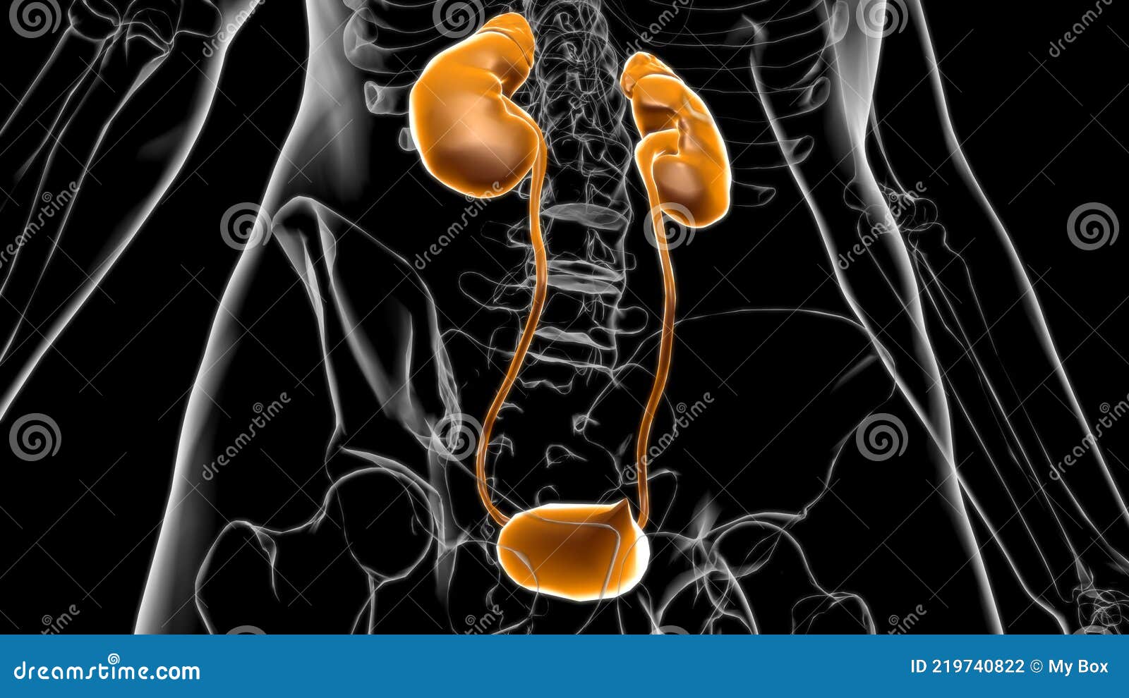 Human Urinary System Kidneys with Bladder Anatomy for Medical Concept ...